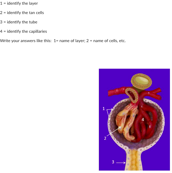 Solved 1 = identify the layer 2 = identify the tan cells 3 = | Chegg.com