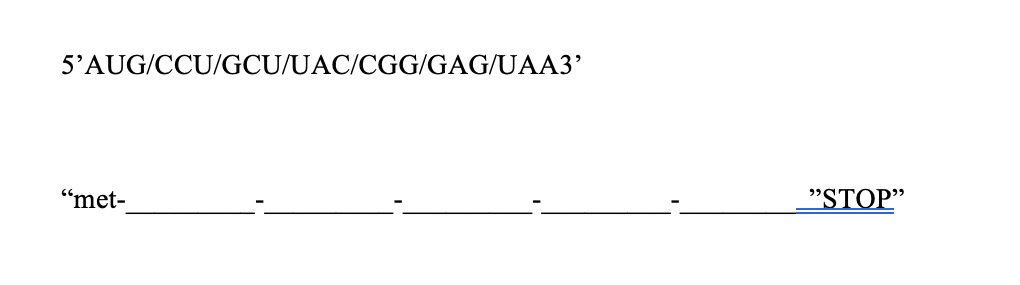 Solved Tyr Cys Codons Found in Messenger RNA Second Base UCA | Chegg.com