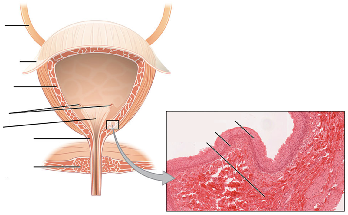 Solved Please label the following on this image of the | Chegg.com