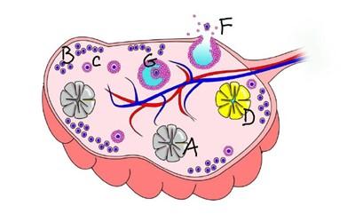 Solved Please Label all the structures listed in | Chegg.com