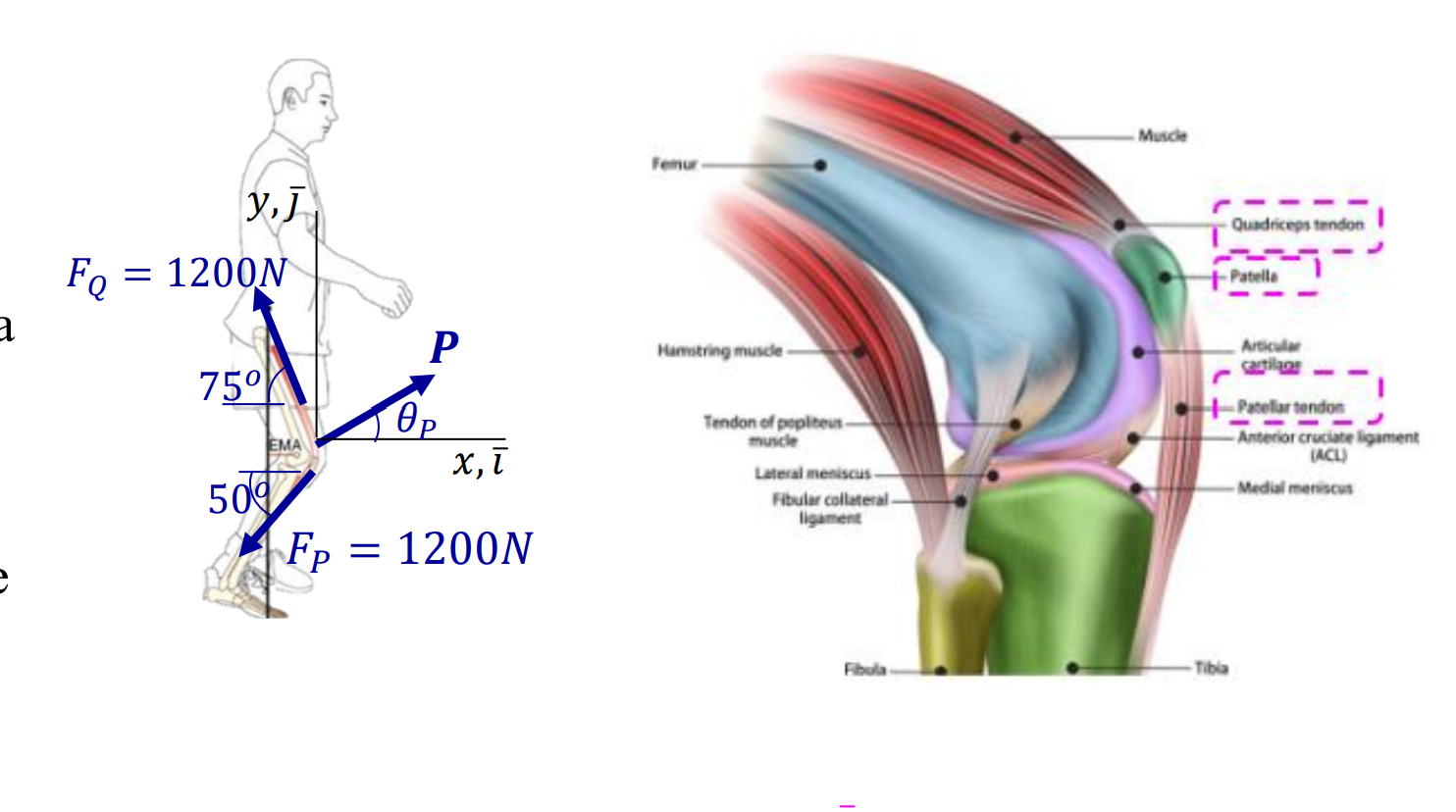Solved The upper leg muscle (quadriceps) tendon and Patellar | Chegg.com
