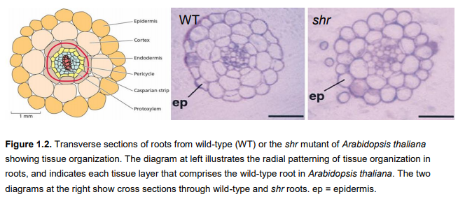 Solved Cell patterning in roots exhibits a radial symmetry, | Chegg.com