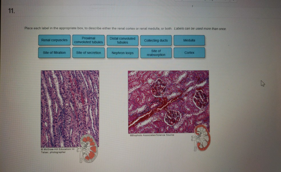 Solved Place each label in the appropriate box, to describe | Chegg.com