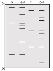 Solved In the Maxam-Gilbert sequencing process, purines and | Chegg.com
