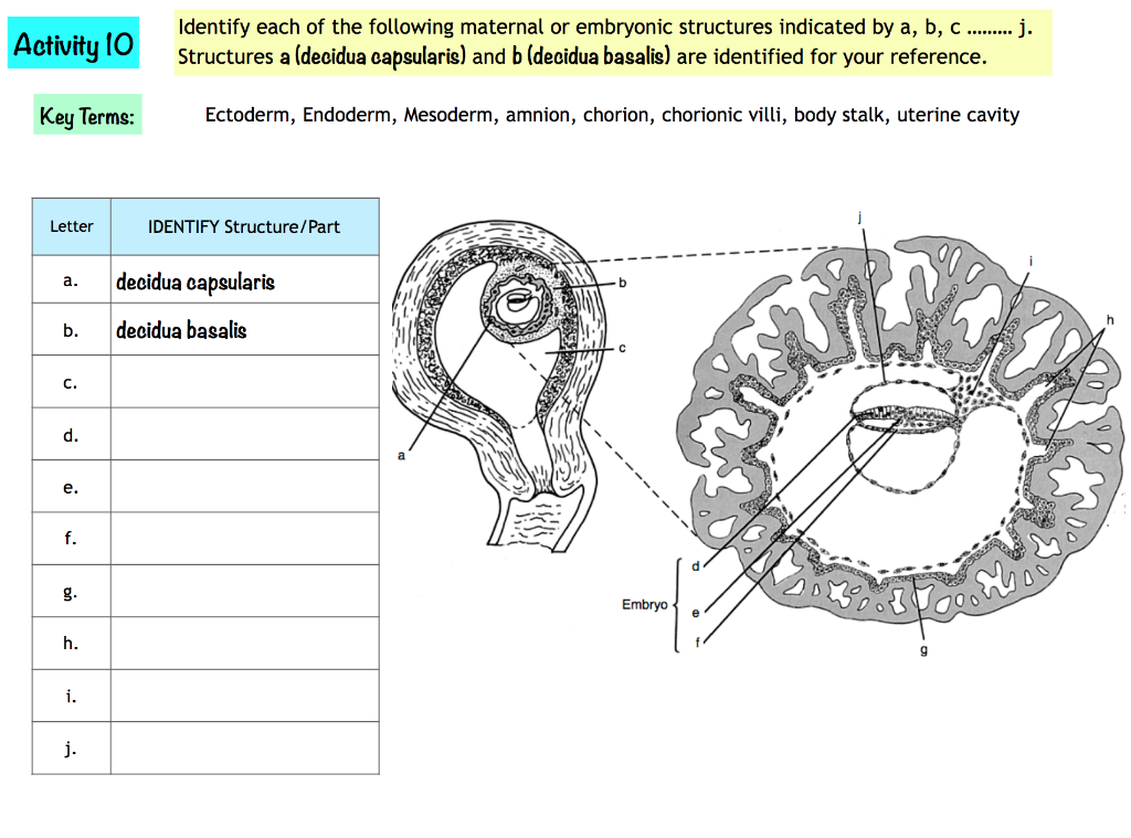 Solved Activity 10 Identify each of the following maternal | Chegg.com