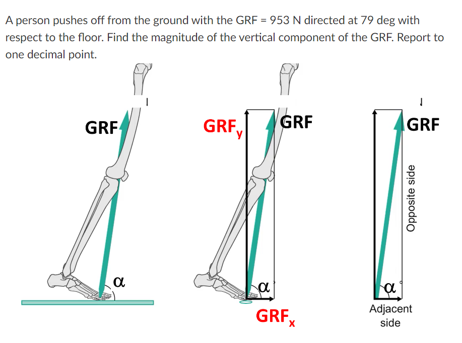 Solved A person pushes off from the ground with the GRF =953 | Chegg.com