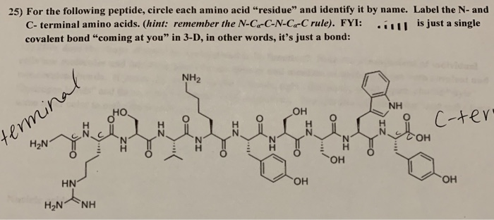 Solved 25) For the following peptide, circle each amino acid | Chegg.com