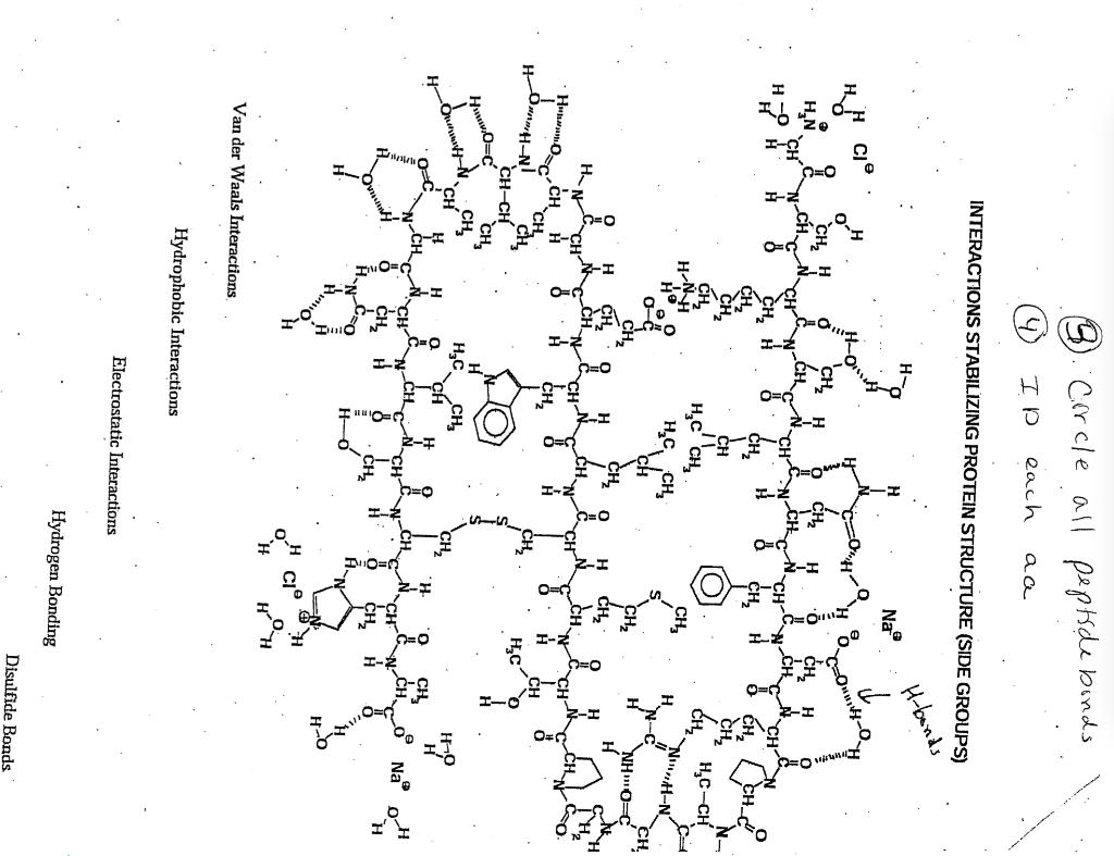 (9). Corcle all peptidebinds (4) ID each aa | Chegg.com