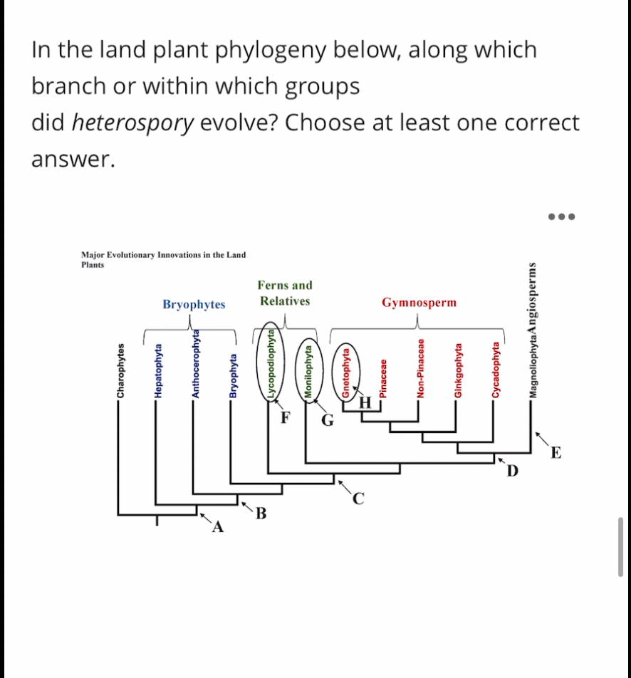 Solved In the land plant phylogeny below, along which branch | Chegg.com