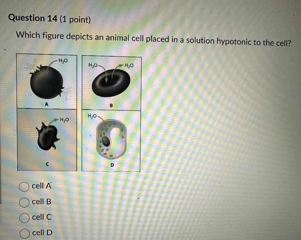 Which figure depicts an animal cell placed in a | Chegg.com