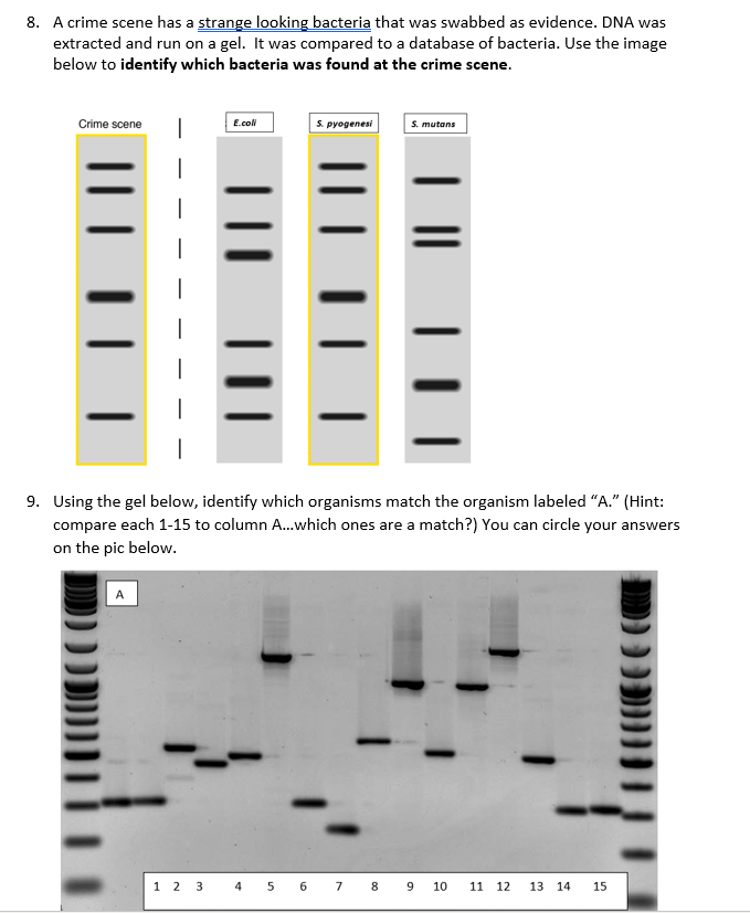 Solved A crime scene has a strange looking bacteria that was | Chegg.com
