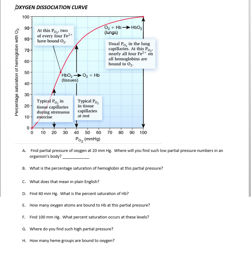 Solved OXYGEN DISSOCIATION CURVE O2 + Hb (lungs) Hboz At | Chegg.com