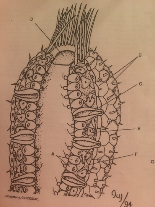 Solved Livingstone,BIODIDAC. | Chegg.com