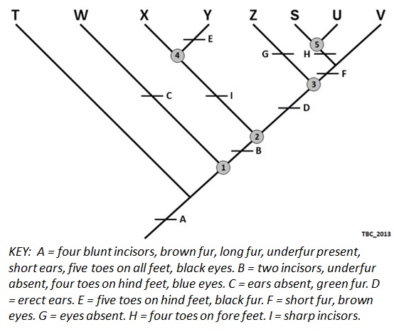 Solved Consider the cladogram shown below. Which node | Chegg.com