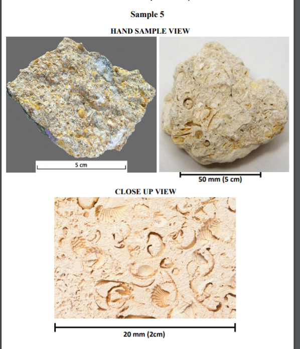 Solved SAMPLE SORTING Poorly, moderately, or well sorted | Chegg.com