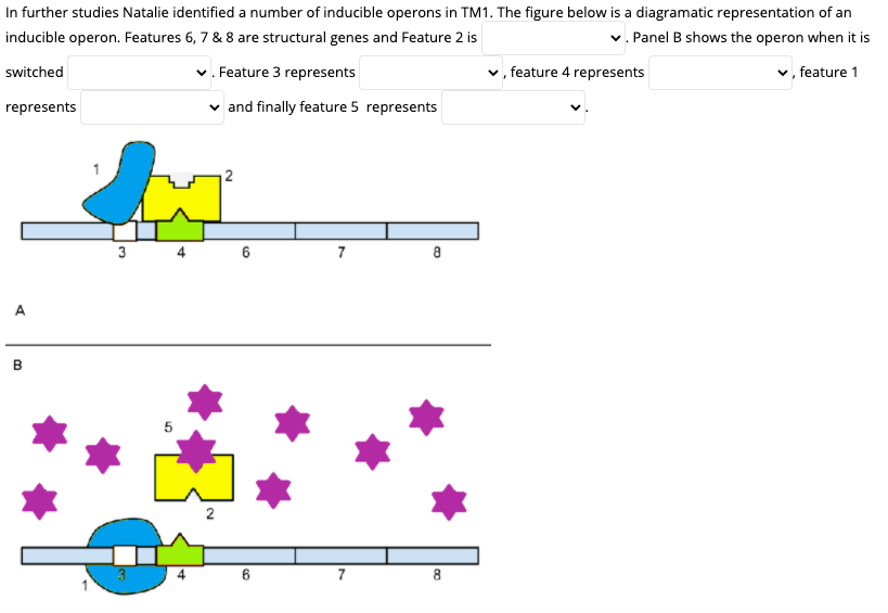 Solved OPTIONS: A repressor on A promoter an inducer An | Chegg.com