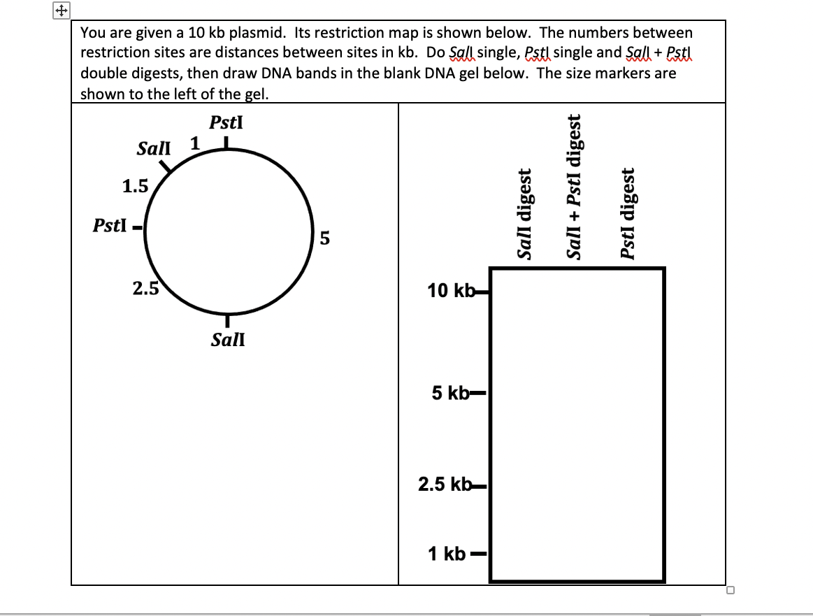 Solved + + You are given a 10 kb plasmid. Its restriction | Chegg.com