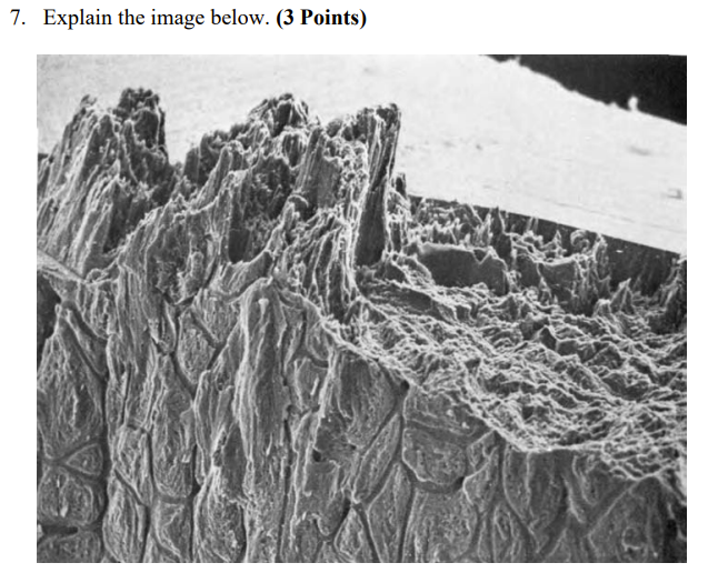 Solved 7. Explain the image below. (3 Points) | Chegg.com