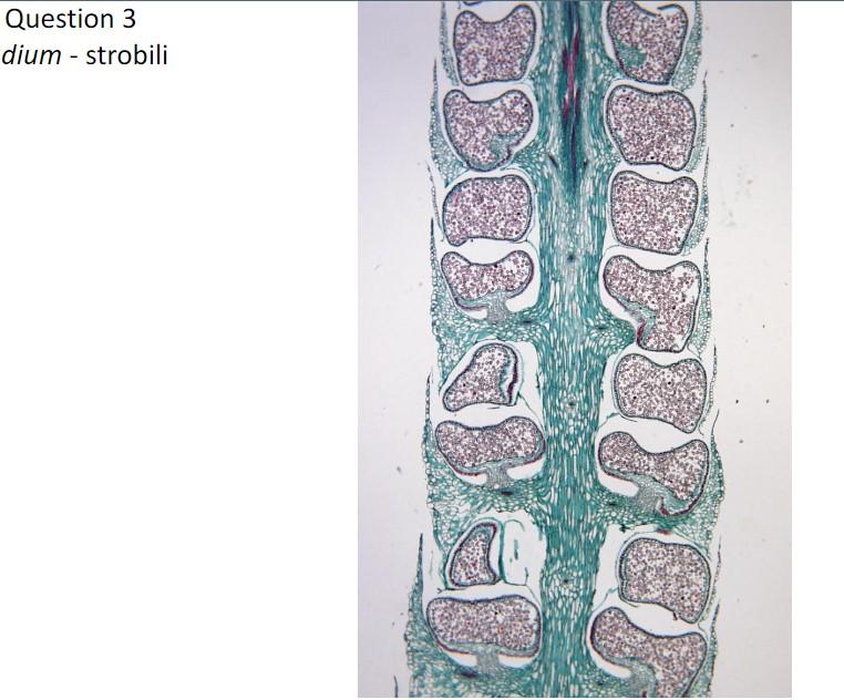 Solved Draw and thoroughly label the Lycopodium strobili. Is | Chegg.com