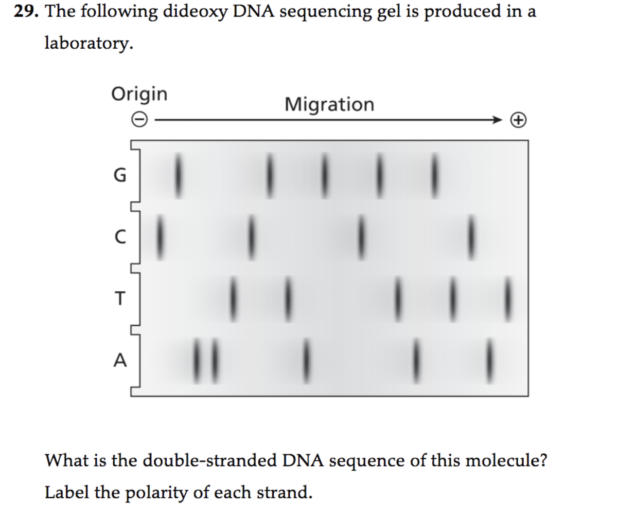 Solved The following dideoxy DNA sequencing gel is produced | Chegg.com