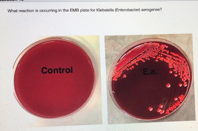 Solved How would you interpret the Phenol Red Broth test | Chegg.com