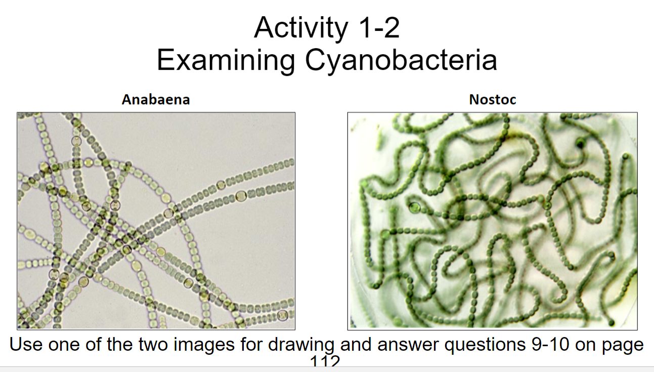 Solved 9. how did the appearance of cyanobacteria change the | Chegg.com