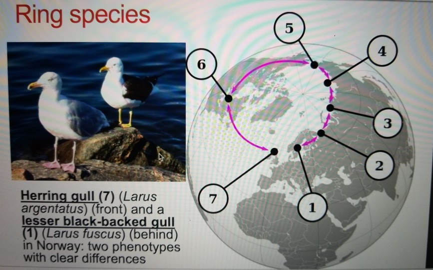 Solved II. Delve Deeper Explain the concept of ring species | Chegg.com