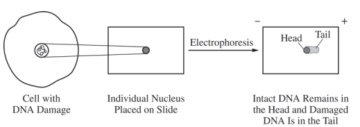Solved 1. Explain the movement of DNA fragments in the comet | Chegg.com