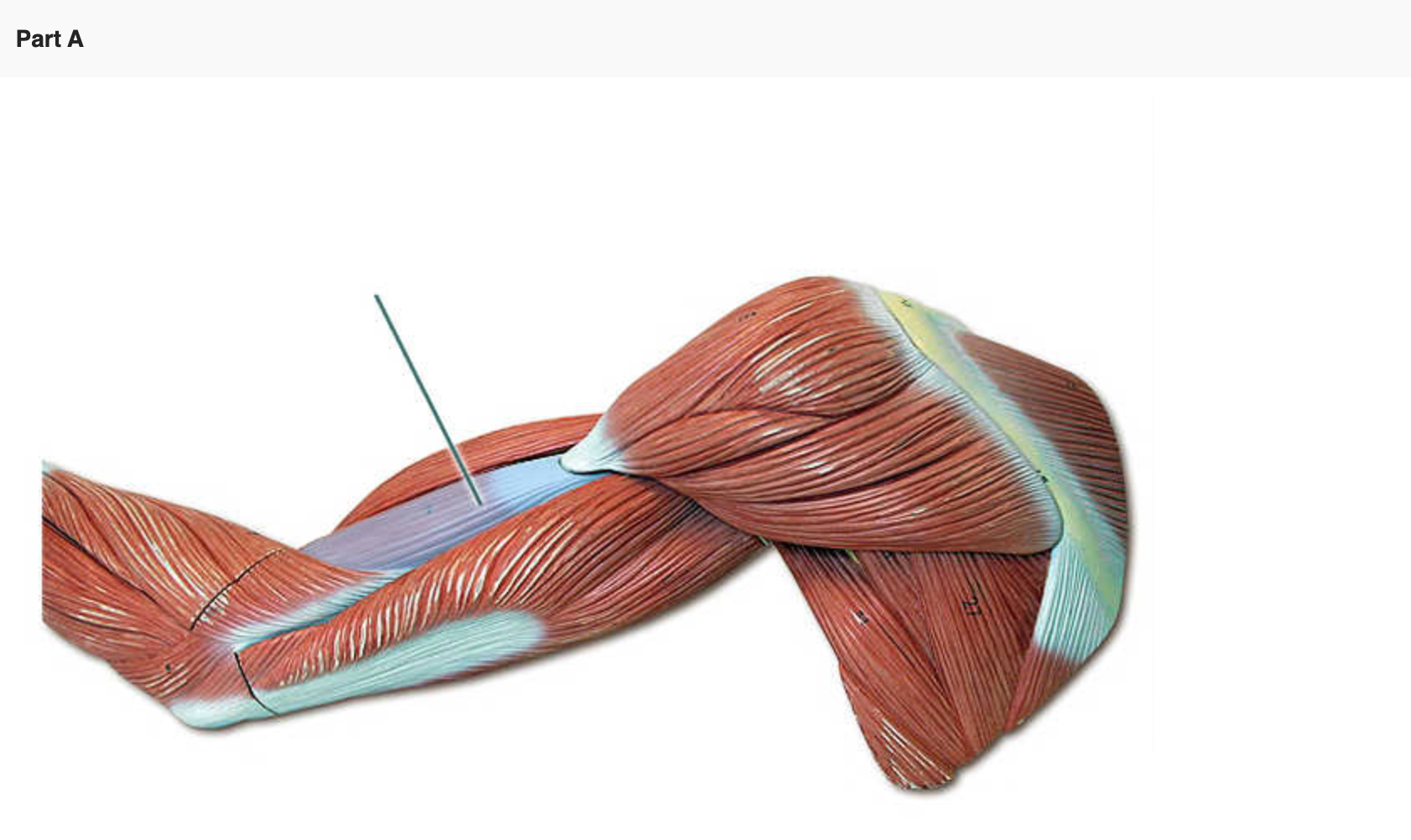 Solved LT-M21:Muse 25 BA Part A LT-VA 16 Life-size | Chegg.com