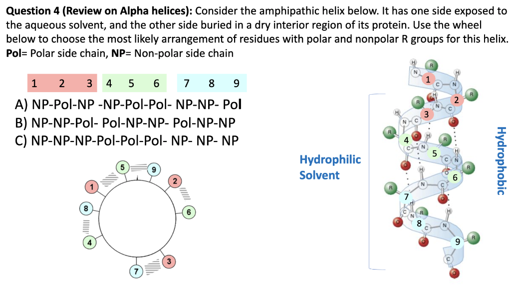 Solved Question 4 (Review on Alpha helices): Consider the | Chegg.com