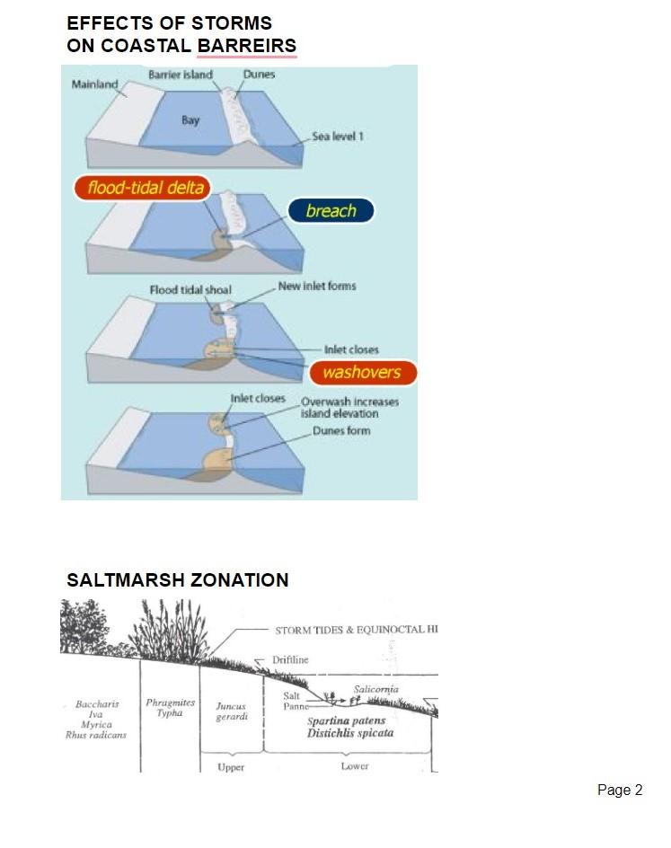 COASTAL MARSH STRATIGRAPHY LAB Sparting potens | Chegg.com