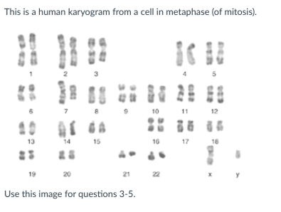 Solved This is a human karyogram from a cell in metaphase | Chegg.com