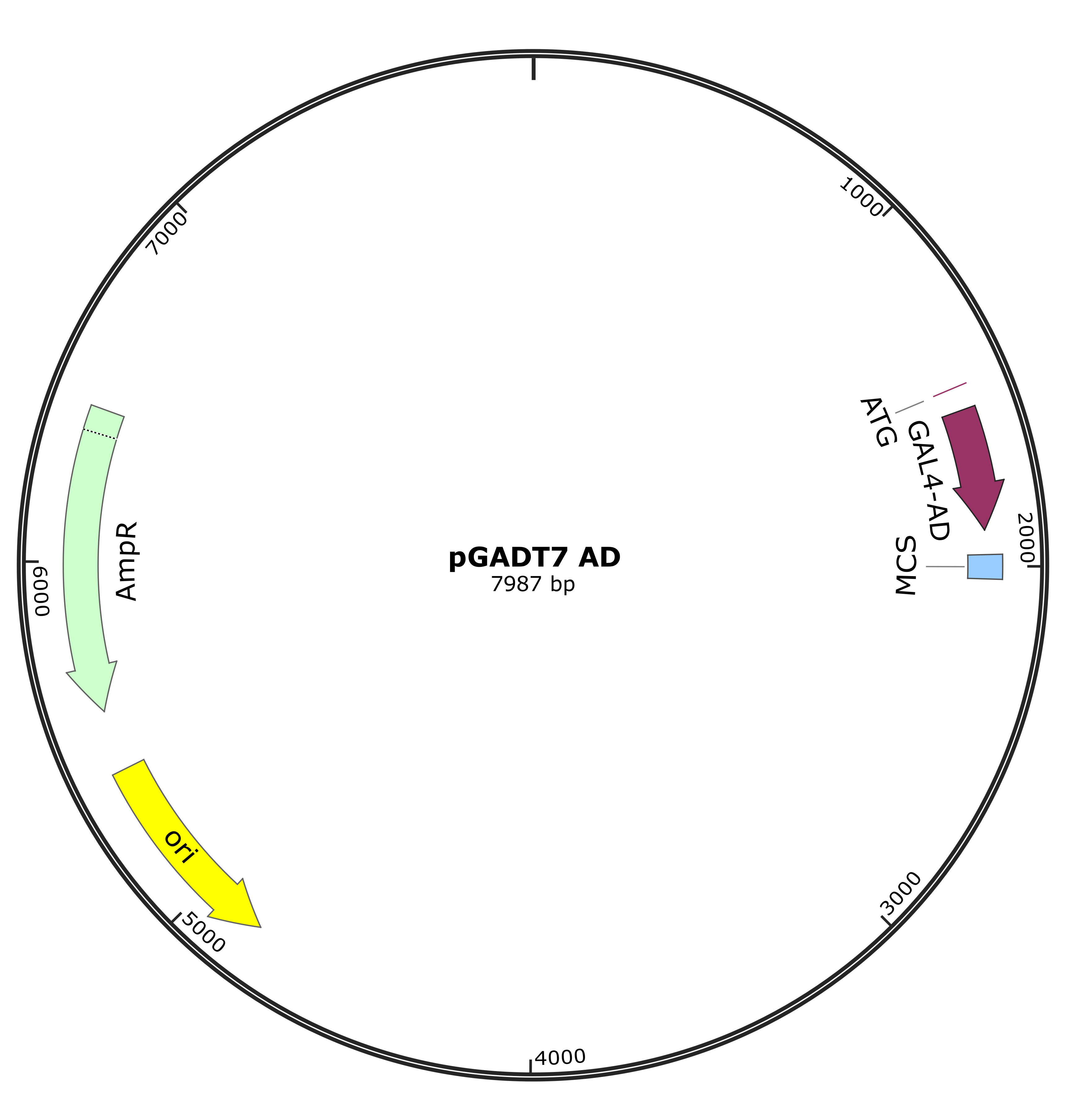(8 points) You cut both the plasmid and PCR product | Chegg.com