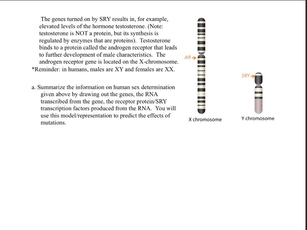 Solved The genes turned on by SRY results in, for example, | Chegg.com