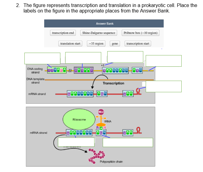 Solved 2. The figure represents transcription and | Chegg.com
