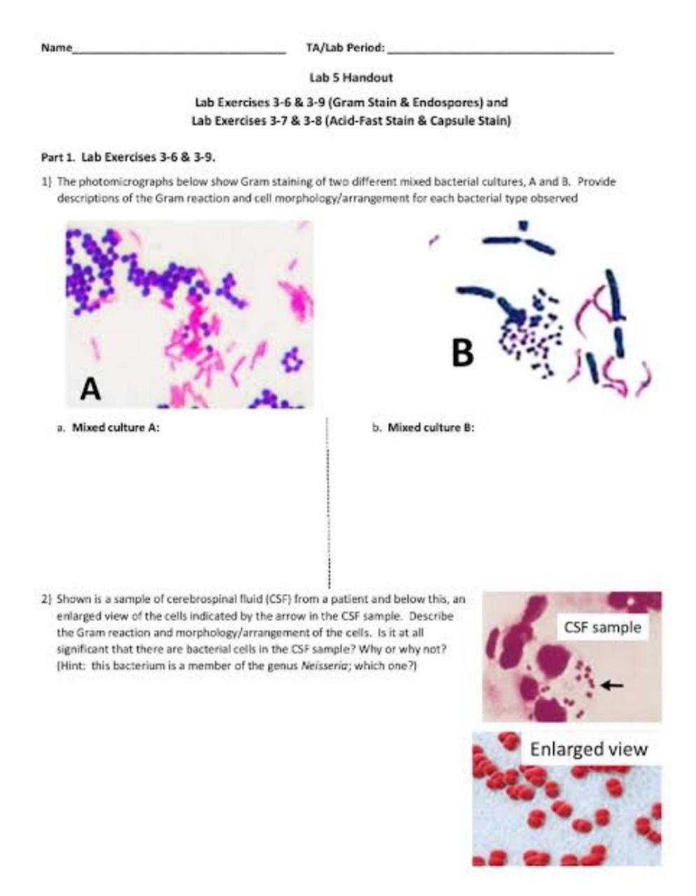 Solved Name TA/Lab Period: Lab 5 Handout Lab Exercises 3-6 & | Chegg.com