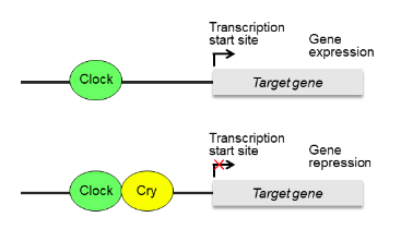 Solved The circadian clock is a cellular oscillator that | Chegg.com