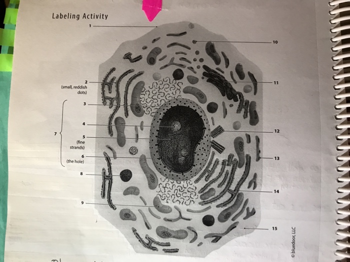 Solved Laboratory 4 Cell Structure and Division | Chegg.com