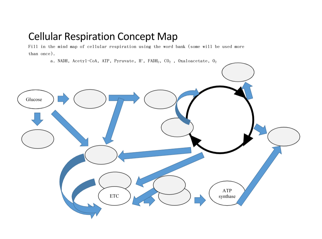 Solved Cellular Respiration Concept Map Fill in the mind map | Chegg.com