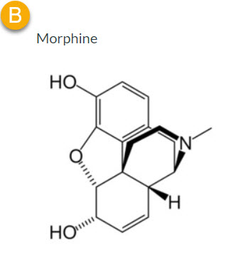 Solved The compounds you will be researching are as follows: | Chegg.com