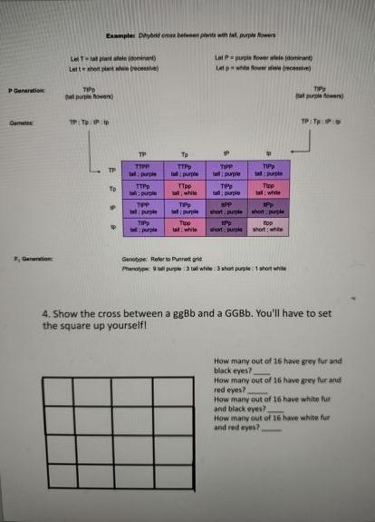 Solved Punnett's Squares There show the alleles of each | Chegg.com