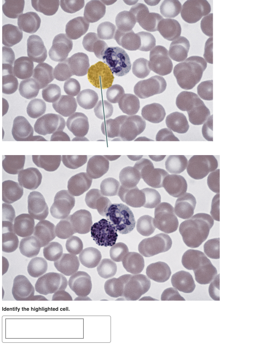 Solved Identify the highlighted cell. Identify the | Chegg.com