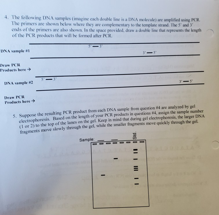 Solved 4. The following DNA samples (imagine each double | Chegg.com