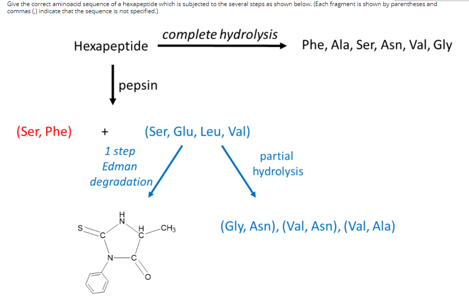 Solved Give the correct aminoacid sequence of a hexapeptide | Chegg.com