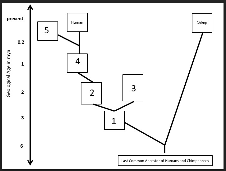Solved present Human Chimp 5 0.2 4 1 Geological Age in mya 3 | Chegg.com
