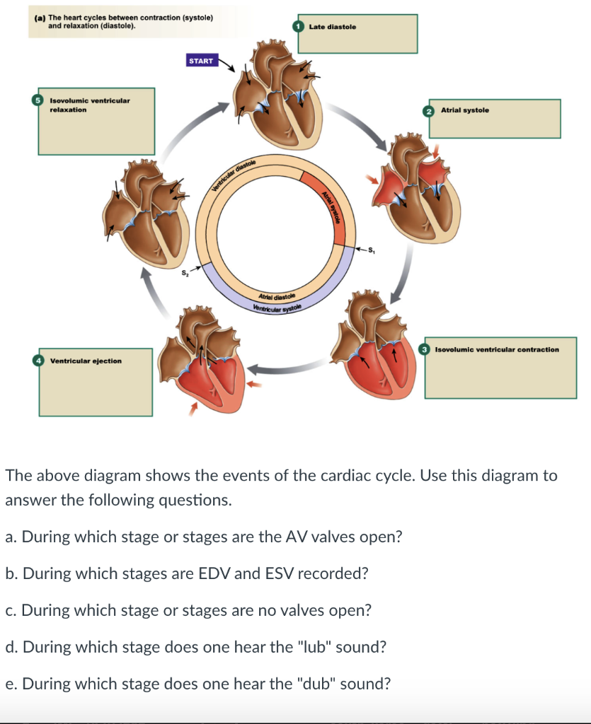 Solved (a) The heart cycles between contraction (systole) | Chegg.com
