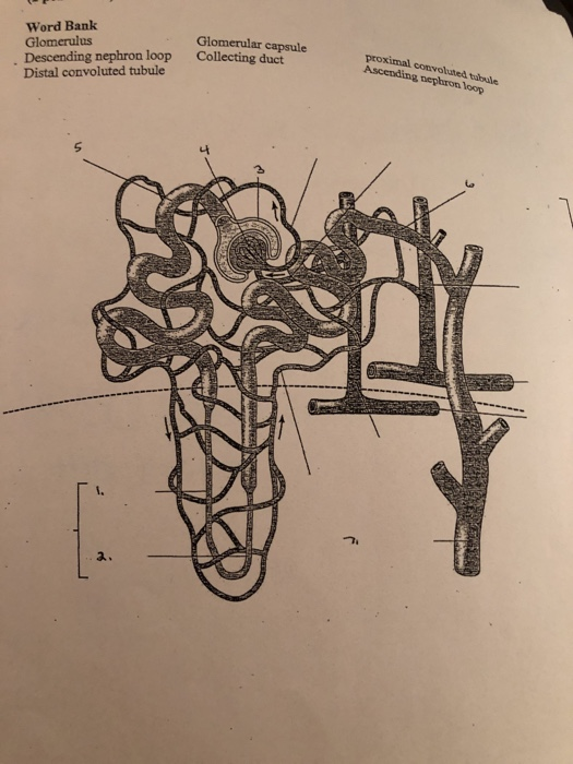 Solved Word Bank Glomerulus Descending nephron loop Distal | Chegg.com