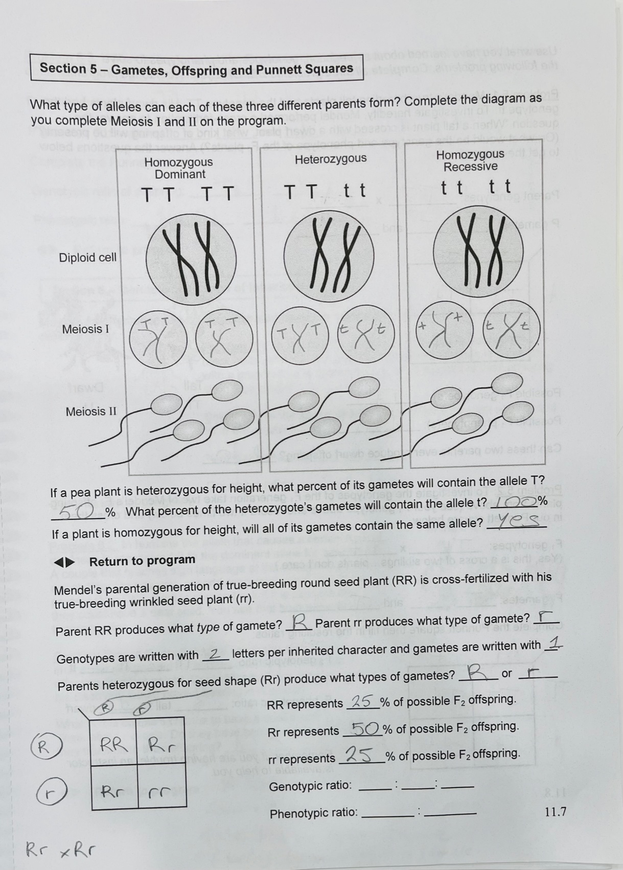 Solved This fruit fly is a heterozygote for body color and | Chegg.com