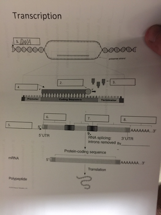 Solved Transcription Terminator 5' UTR RNA splicing 3'UTR | Chegg.com