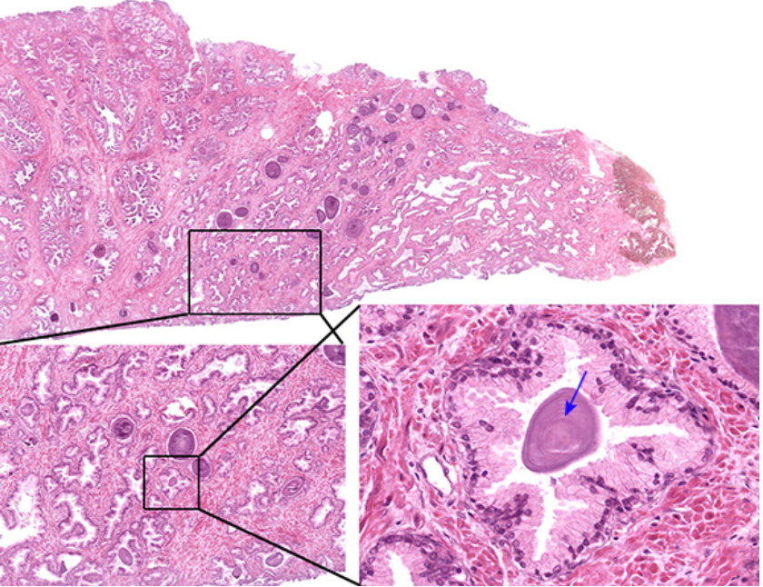 Solved 1. Identify the structure indicated by the arrow | Chegg.com